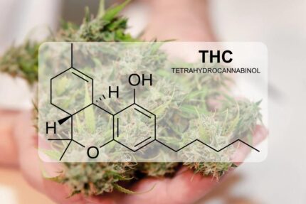 Tetrahydrocannabinol Properties, Reactions and Applications - Safrole