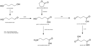 GBL or gamma-Butyrolactone: Chemistry and Facts - Safrole