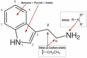 About Tryptamine: Chemistry, Uses and General - Safrole