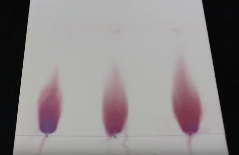 Ninhydrin Test - Safrole