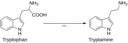About Tryptamine: Chemistry, Uses and General - Safrole