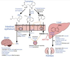 Exploring the World of Indole: Synthesis, Chemistry and Biofunctions ...